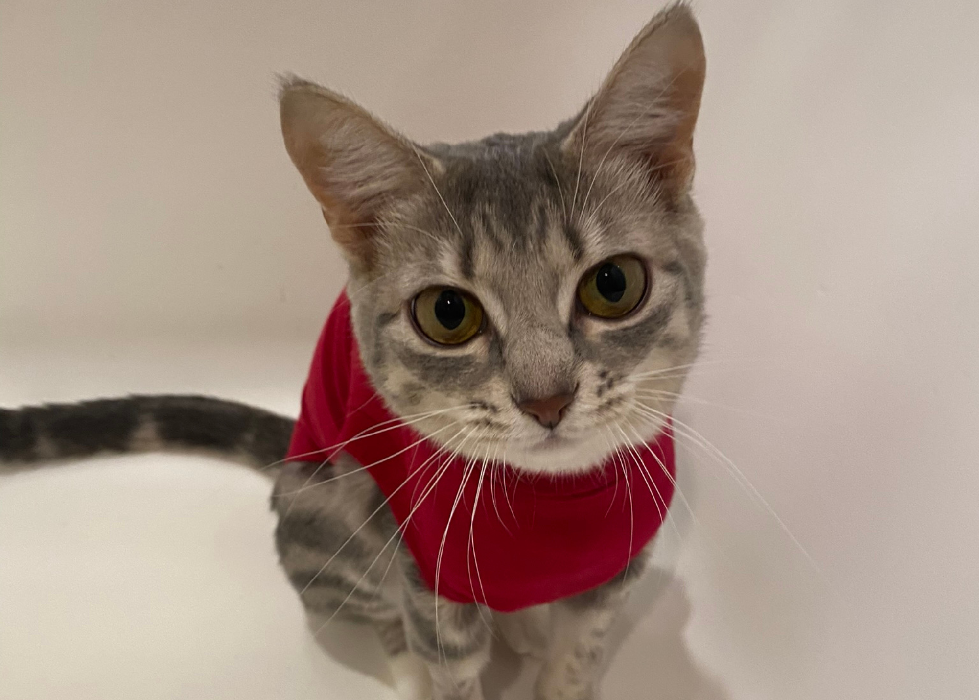 Georgie – Animal Haven